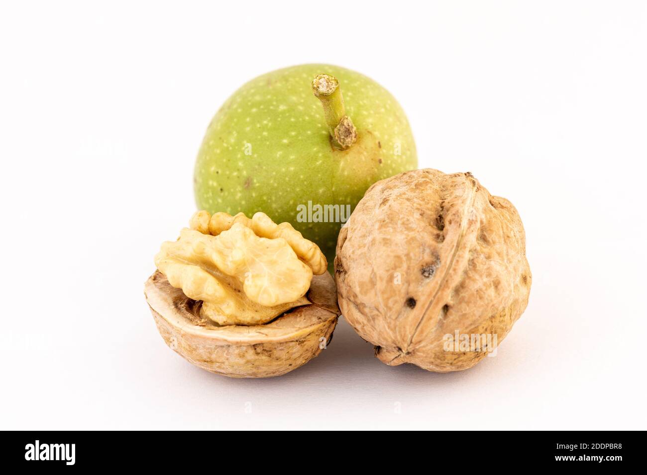 Natural stages Cut Out Stock Images & Pictures - Alamy