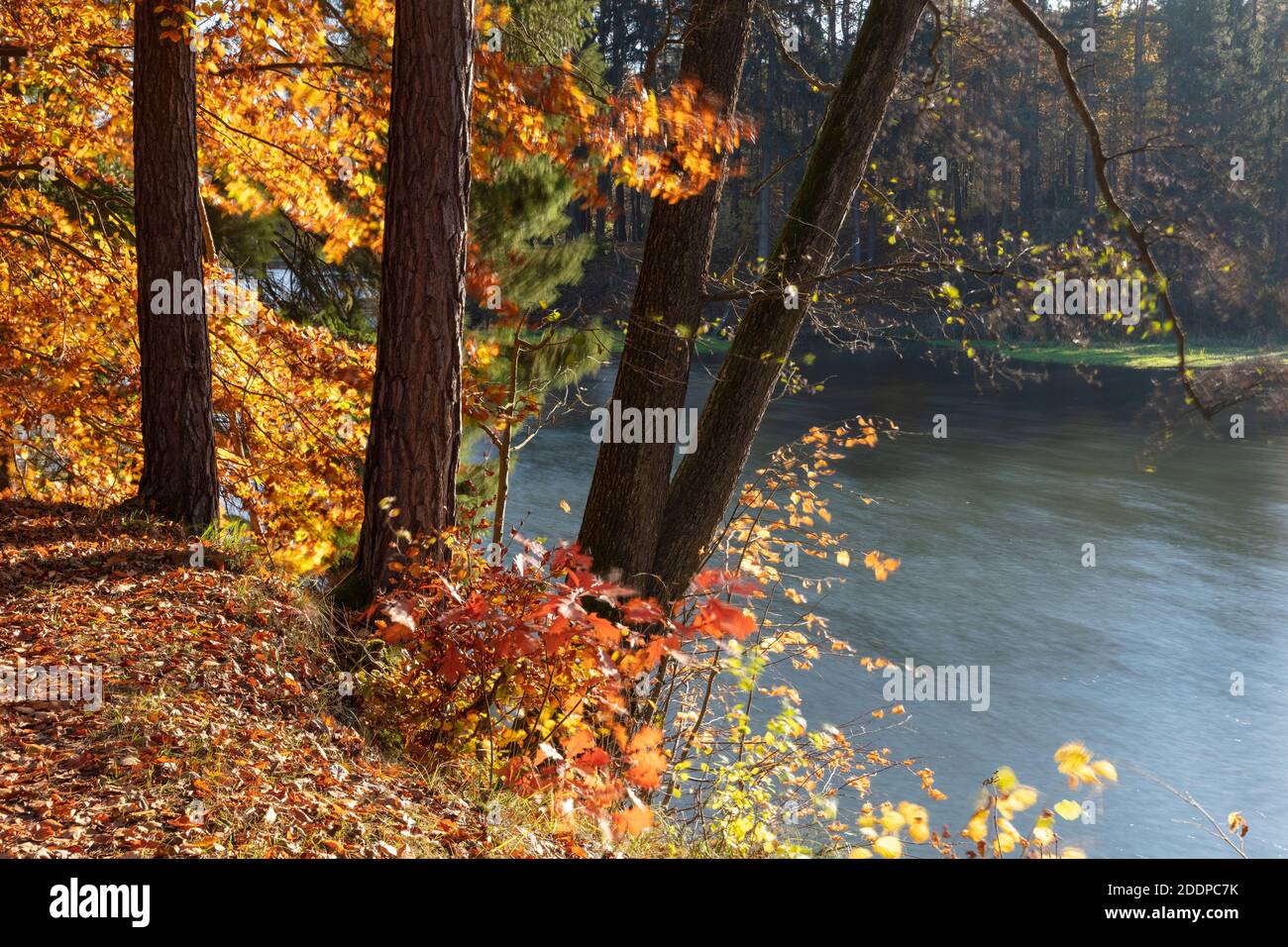 Masuria and poland and lake and pine hi-res stock photography and ...