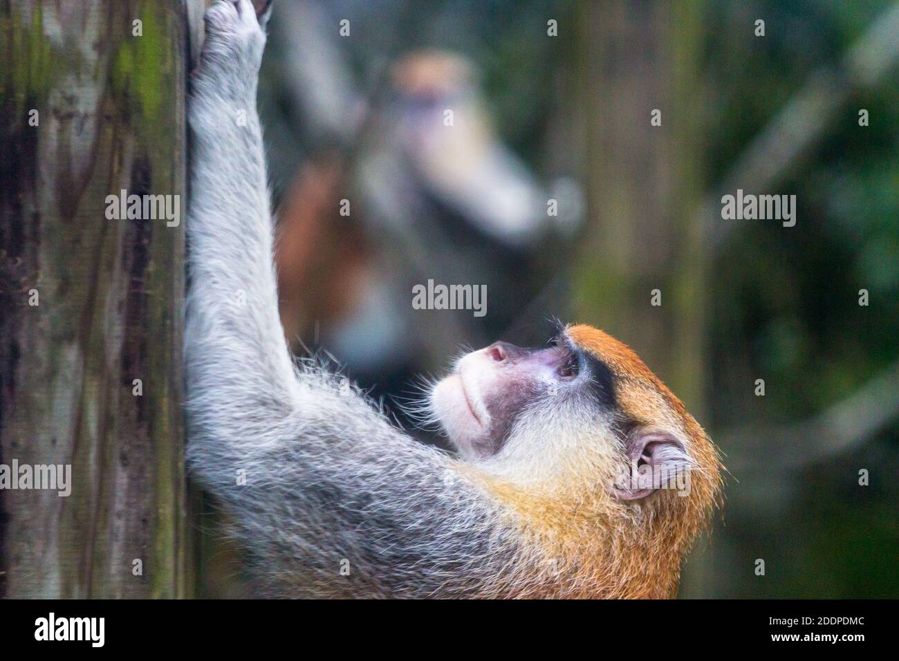 A common patas monkey or hussar money at the Taipei Zoo in Taiwan Stock ...