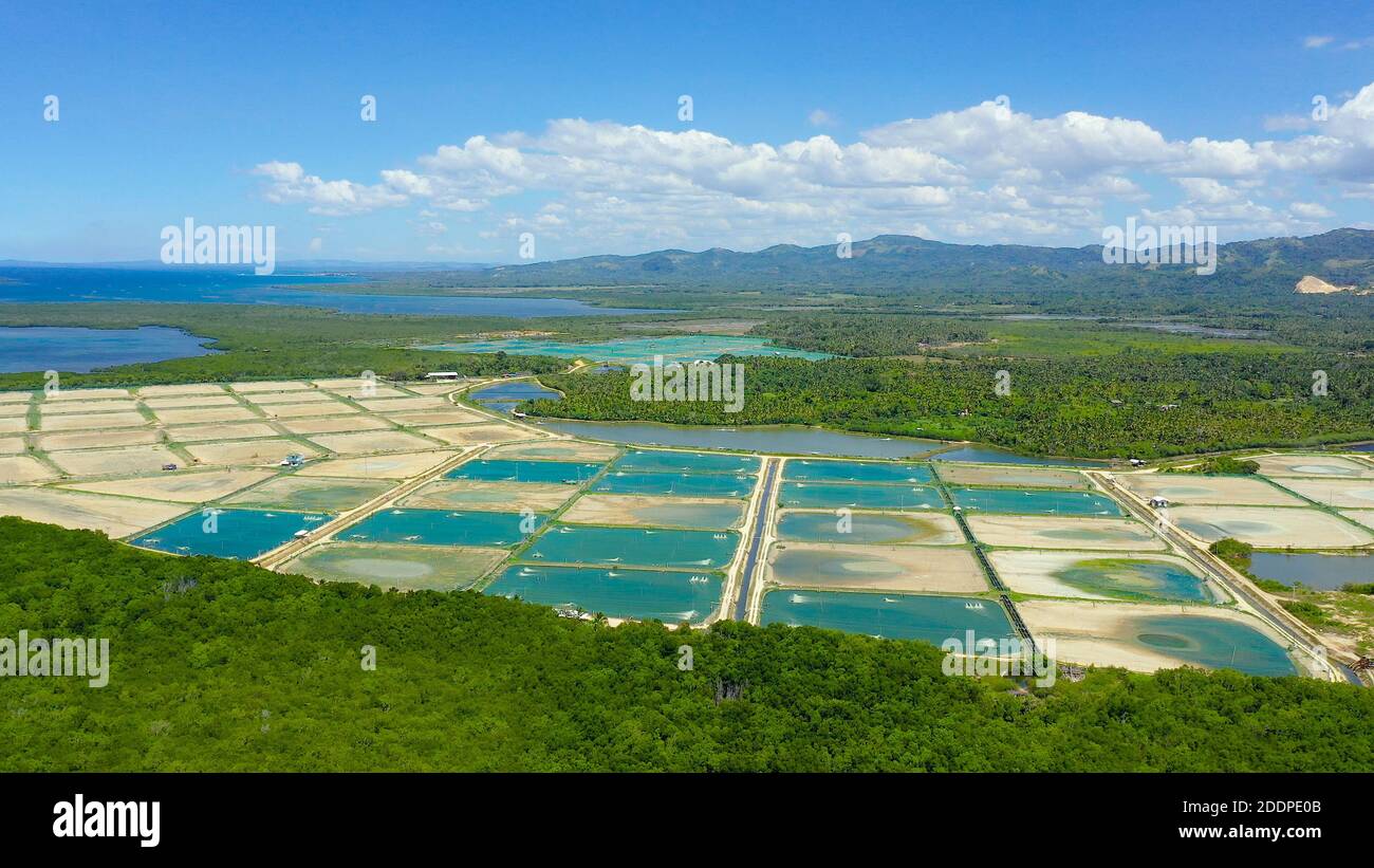 Shrimp Pond and Shrimp Farm. Bohol, Philippines. Ponds for shrimp ...