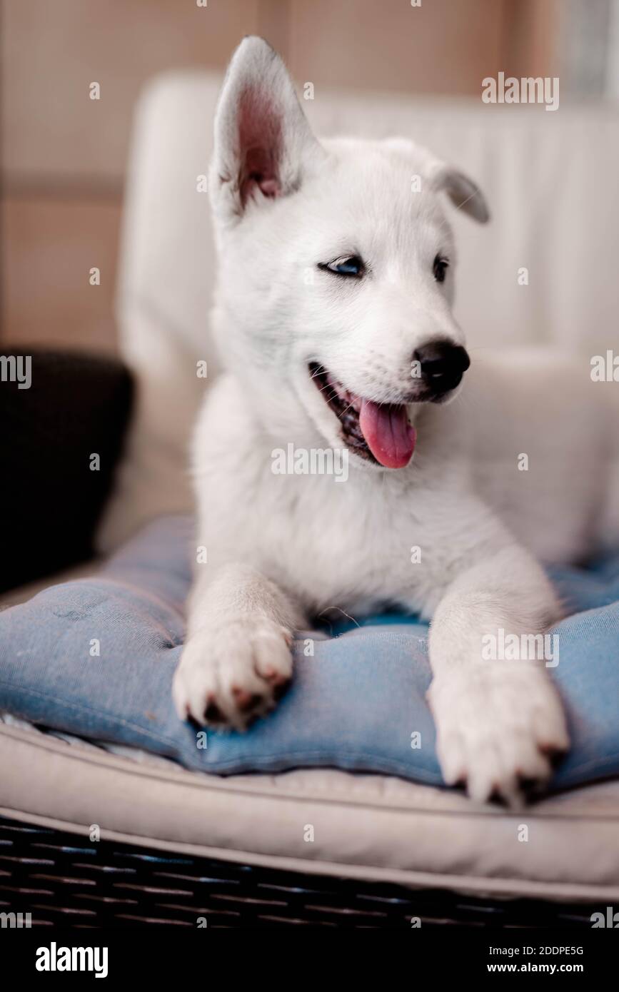 Blue and white blanket with dog hi-res stock photography and images - Alamy
