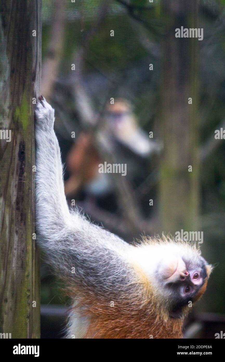 A common patas monkey or hussar money at the Taipei Zoo in Taiwan Stock ...