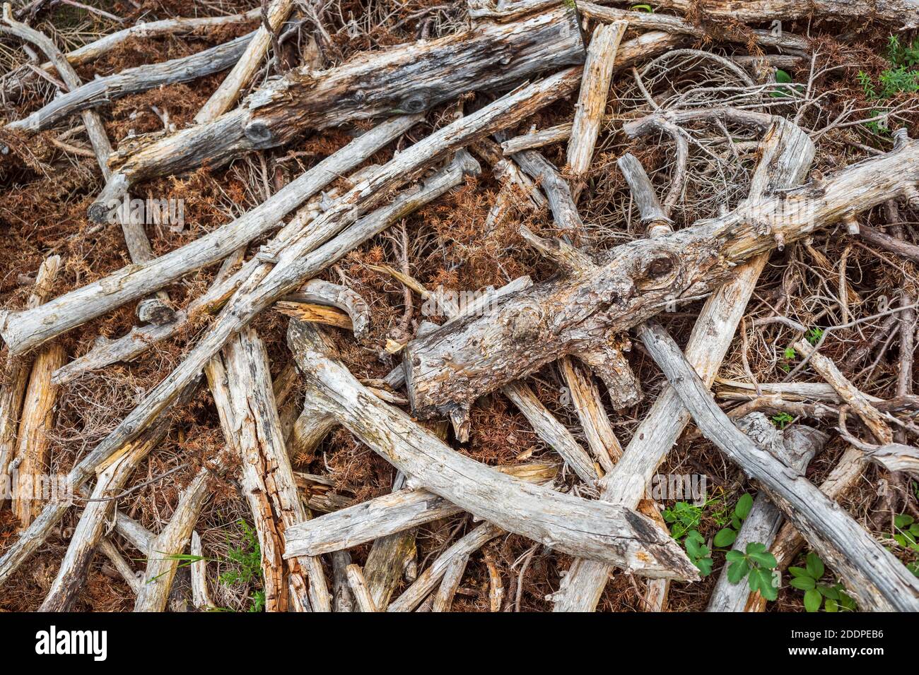 Root nature forest trees growth wood hi-res stock photography and ...
