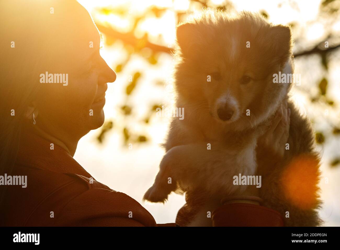 Happy girl with sheltie puppy in the park Stock Photo - Alamy