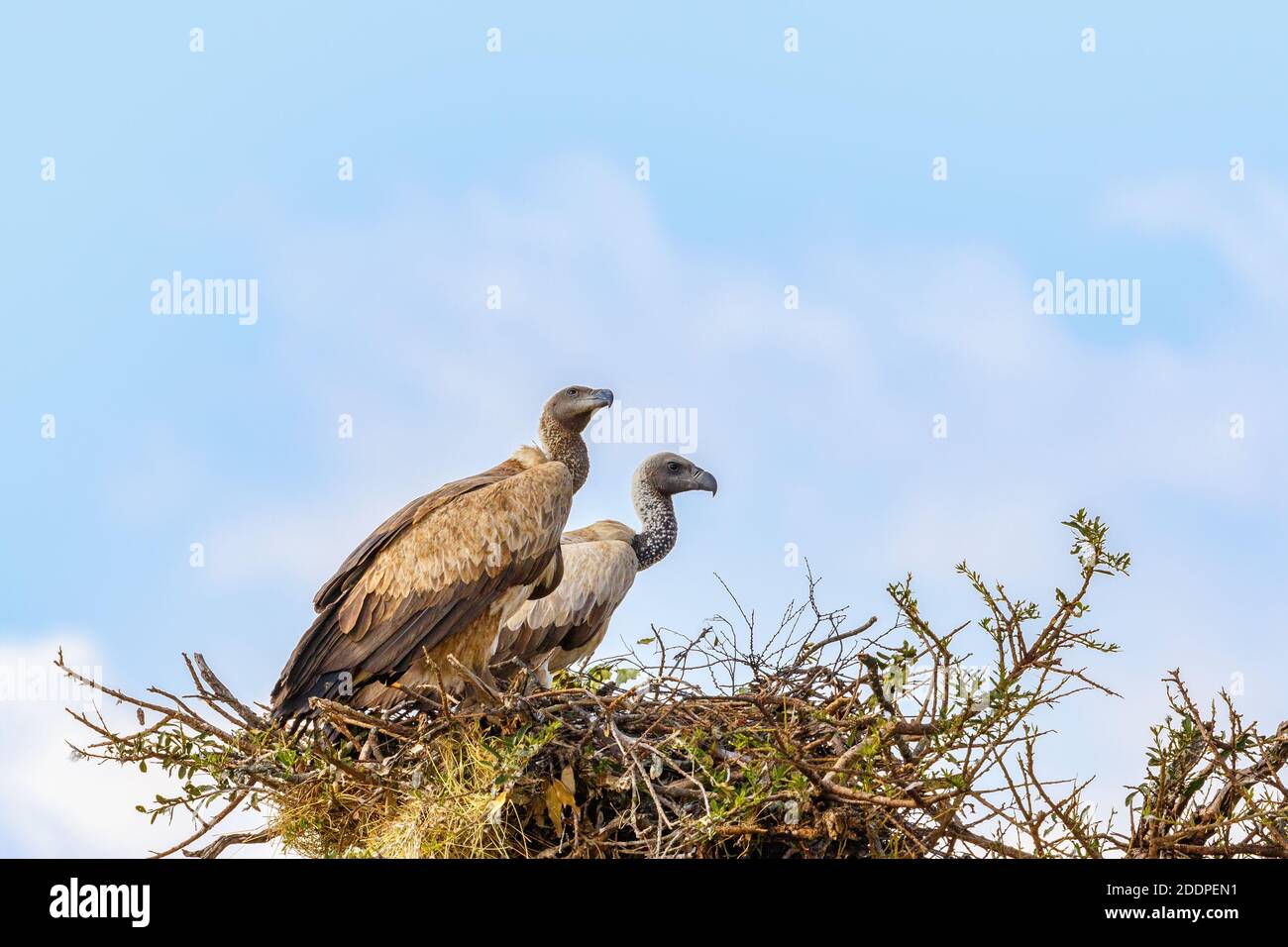 Vulture Nest High Resolution Stock Photography and Images - Alamy