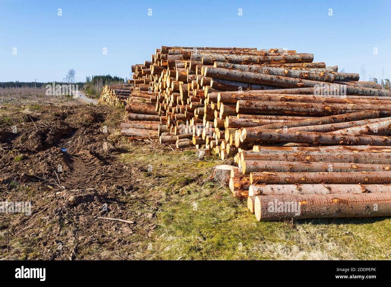 Timber located at a clearcut area Stock Photo - Alamy