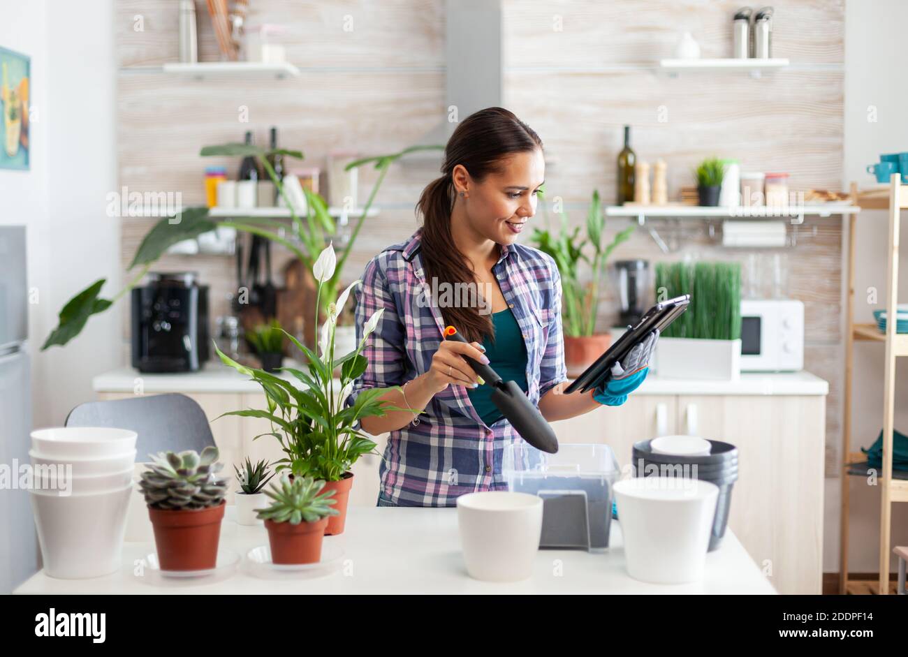 Florist seeding new flowers in home kitchen while gardening. Decorative ...