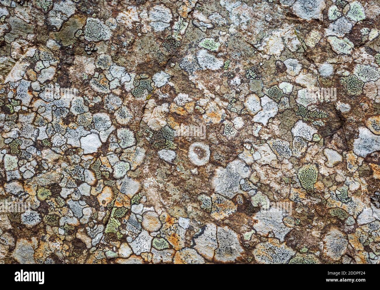 Lichen planus hi-res stock photography and images - Alamy