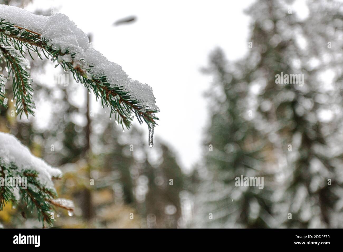 Green fir trees are covered with snow. Forest, winter landscape ...