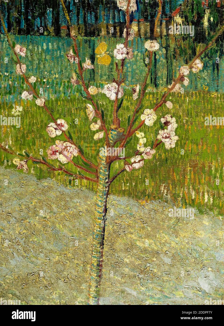 Van gogh paintings blossom hi-res stock photography and images - Alamy