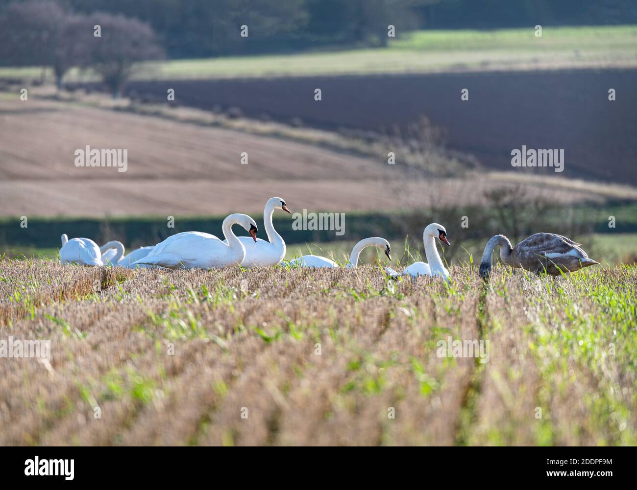 A group of mute swans feed and rest in a field of stubble Stock Photo ...
