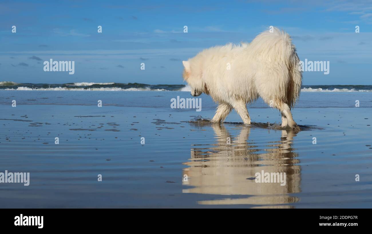samoyed dog on the beach Stock Photo - Alamy
