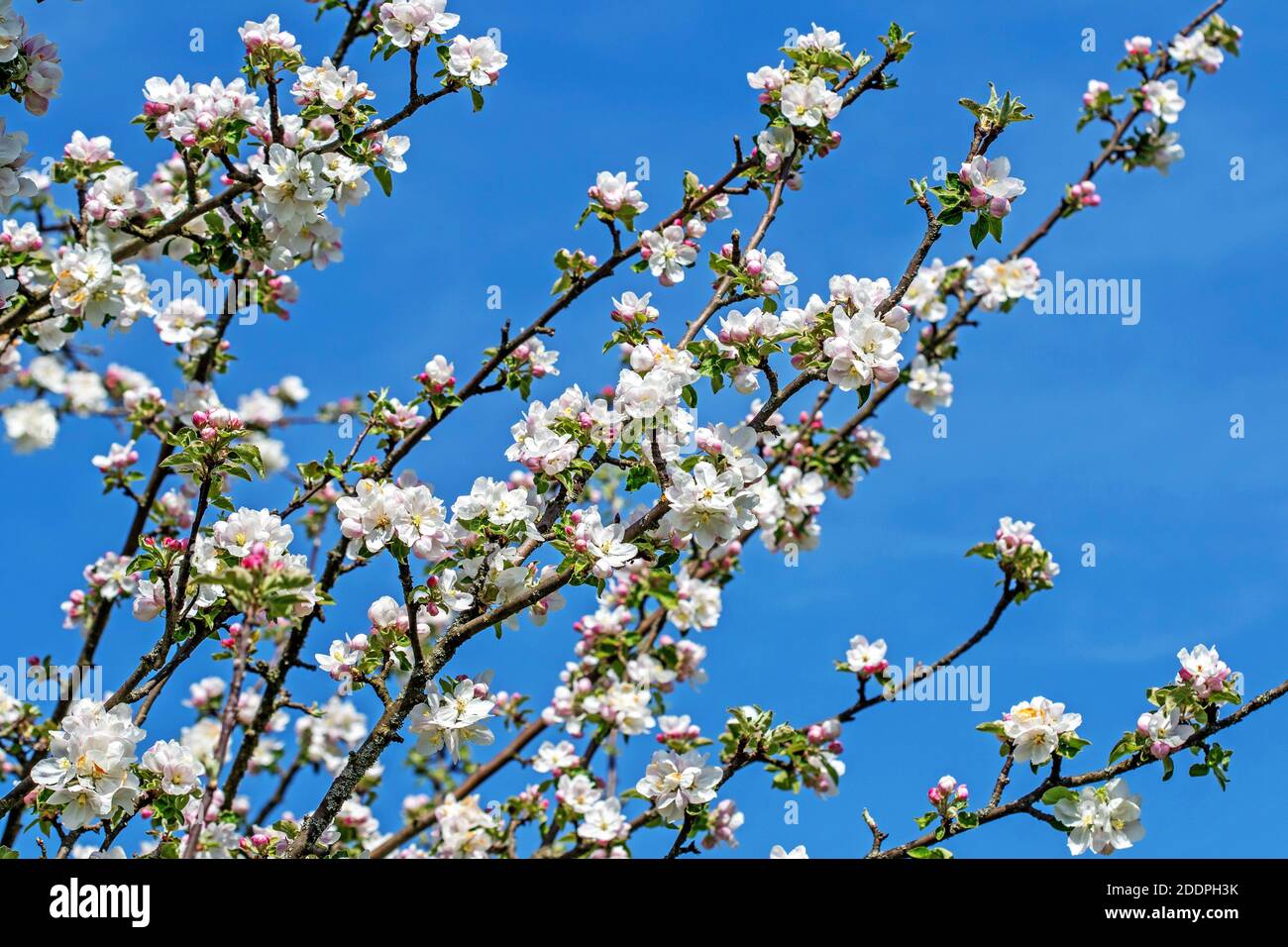 apple tree (Malus domestica), blooming apple tree, Germany, Baden ...