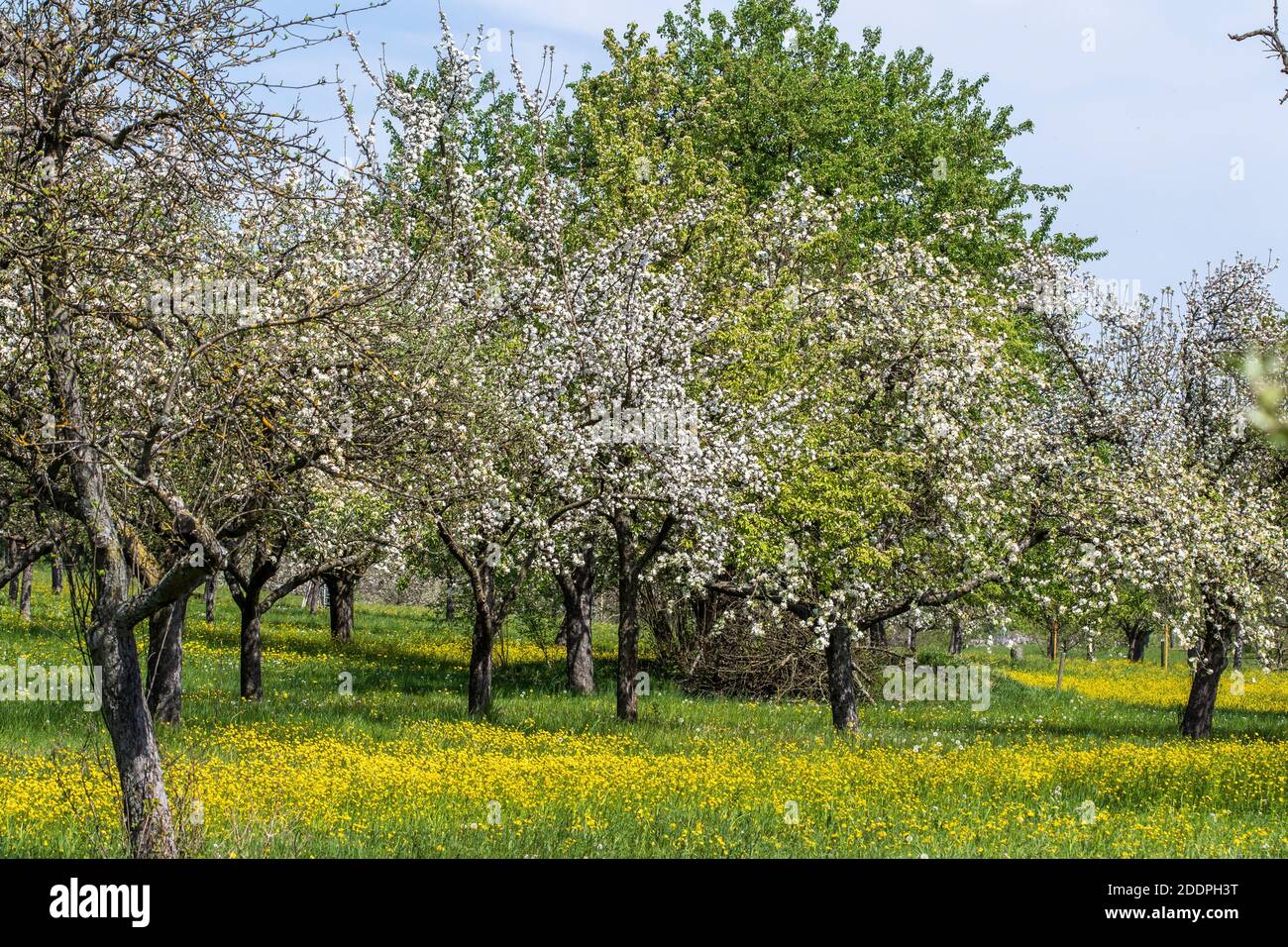 apple tree (Malus domestica), blooming apple trees of an orchard in ...