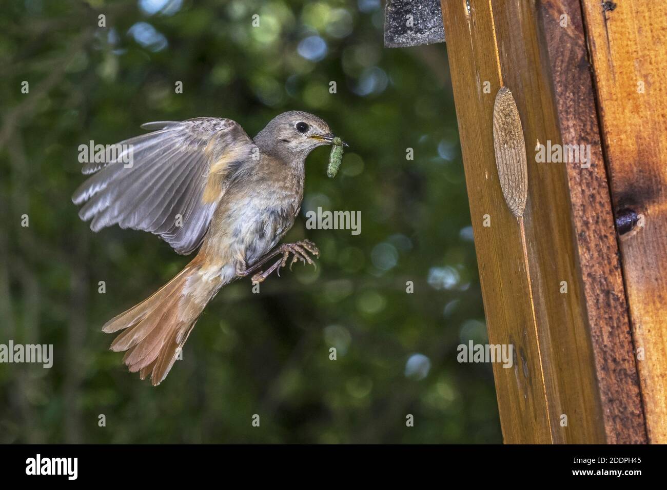 common redstart (Phoenicurus phoenicurus), female approaching the nest ...