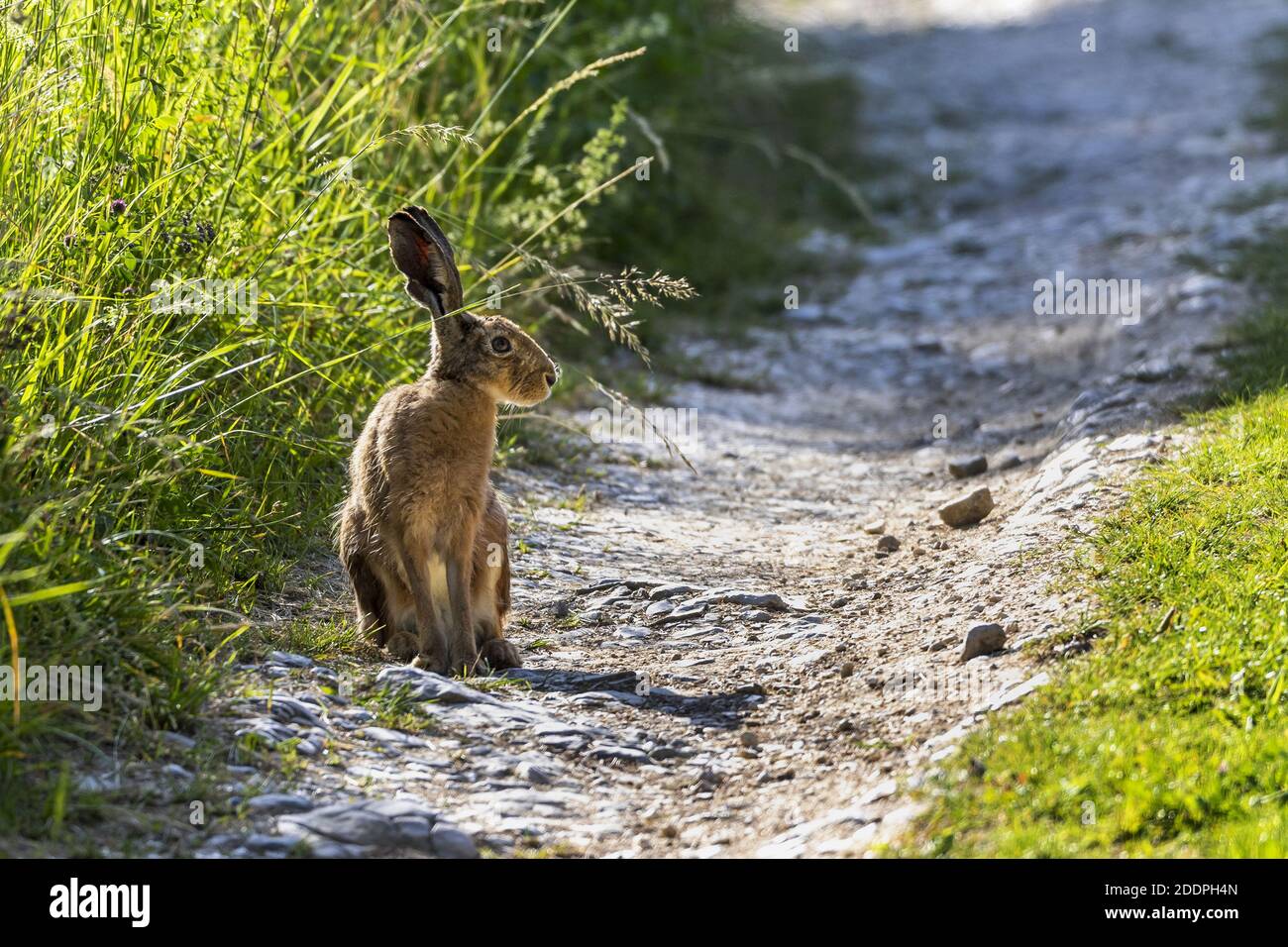 Animal paths field hi-res stock photography and images - Alamy