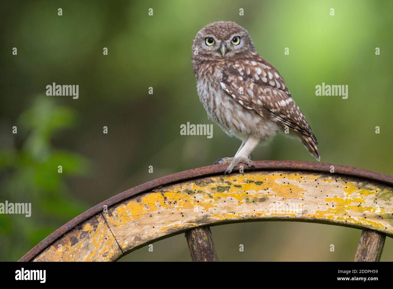 Spokewheel hi-res stock photography and images - Alamy