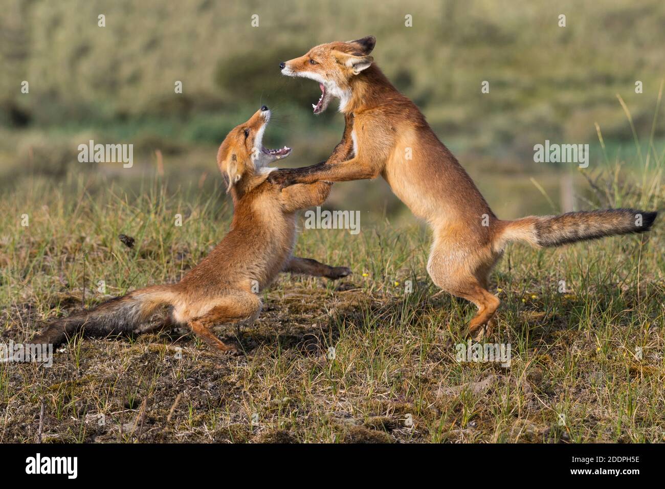 red fox (Vulpes vulpes), fighting fox cubs, Netherlands Stock Photo - Alamy