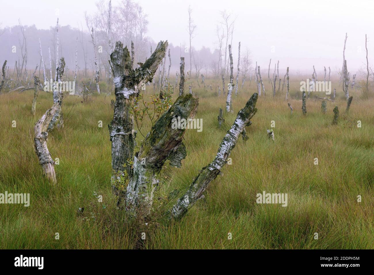 Scary dead tree hi-res stock photography and images - Alamy