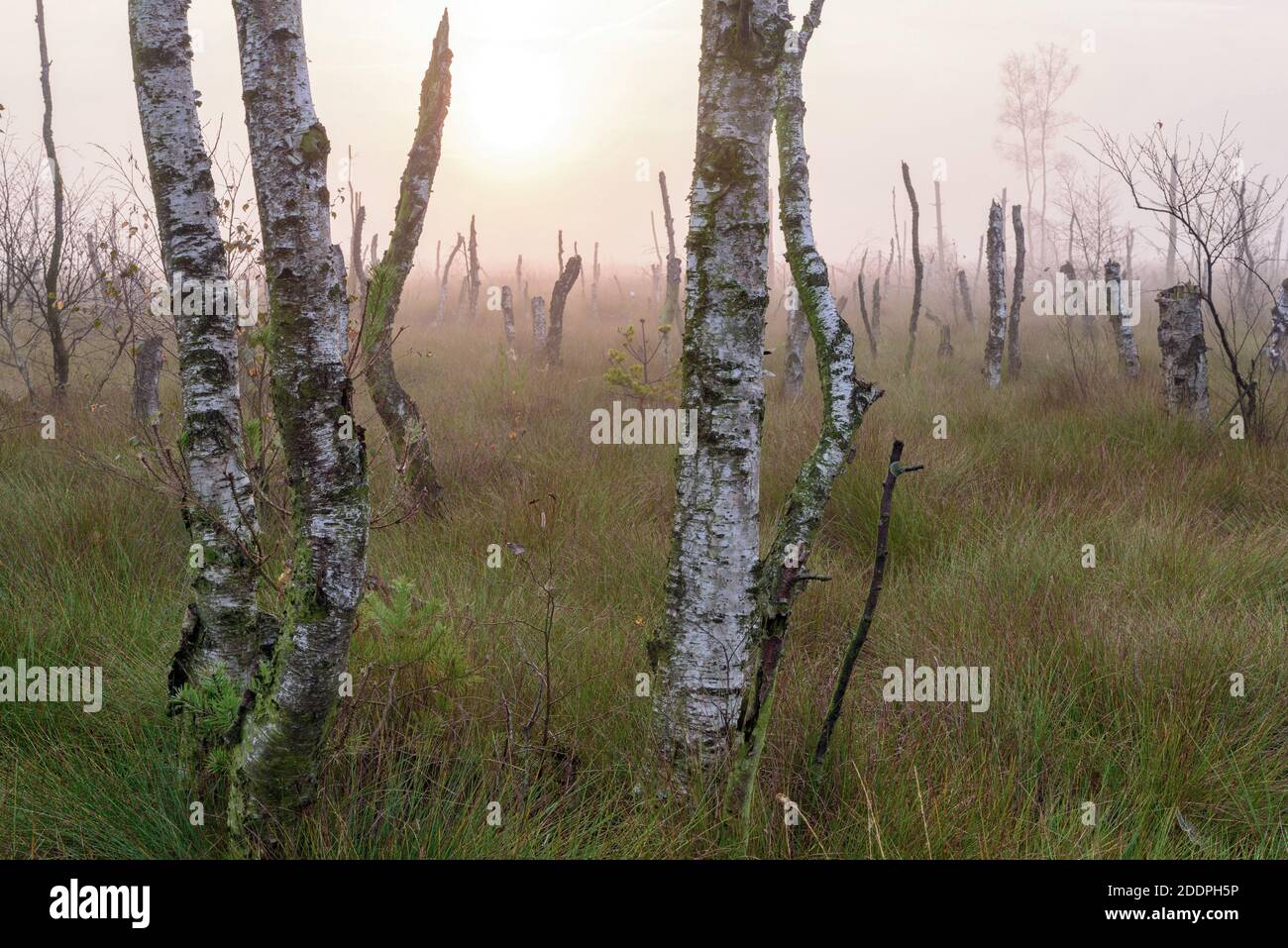 birch (Betula spec.), scary moor - dead birches, Germany, Lower Saxony ...
