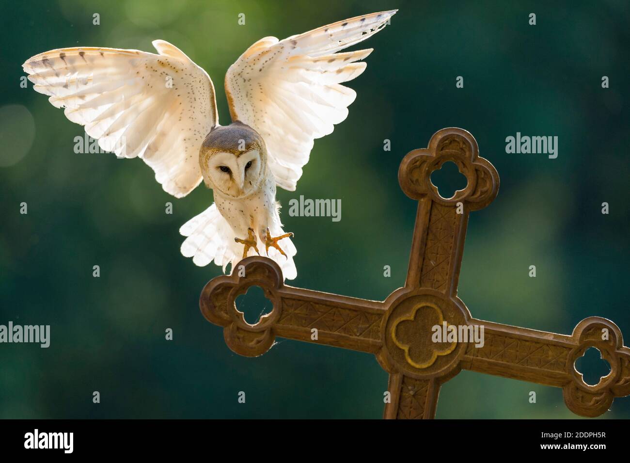 Barn owl tyto alba landing hi-res stock photography and images - Alamy