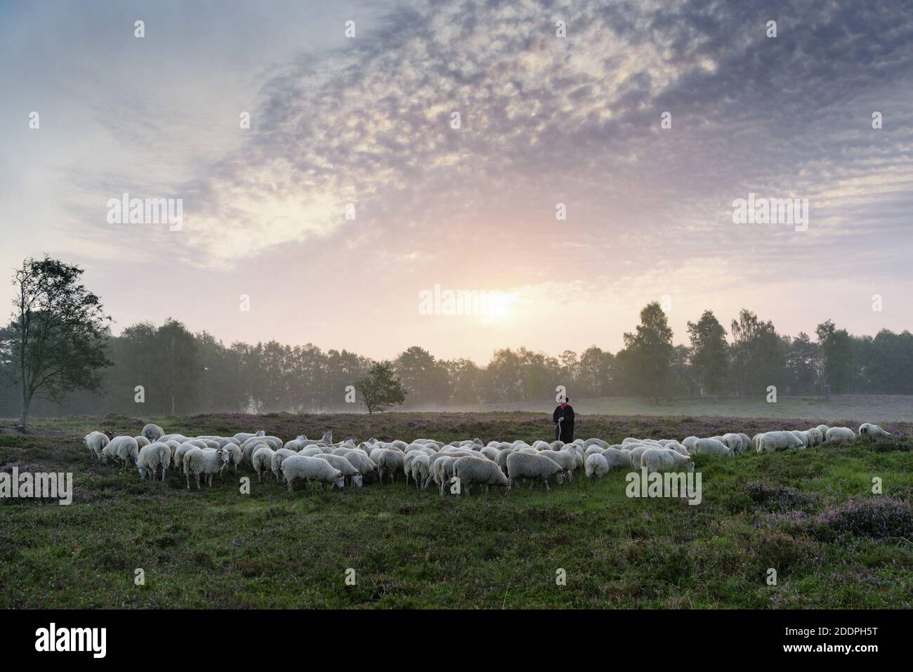 Sheepherder hi-res stock photography and images - Alamy