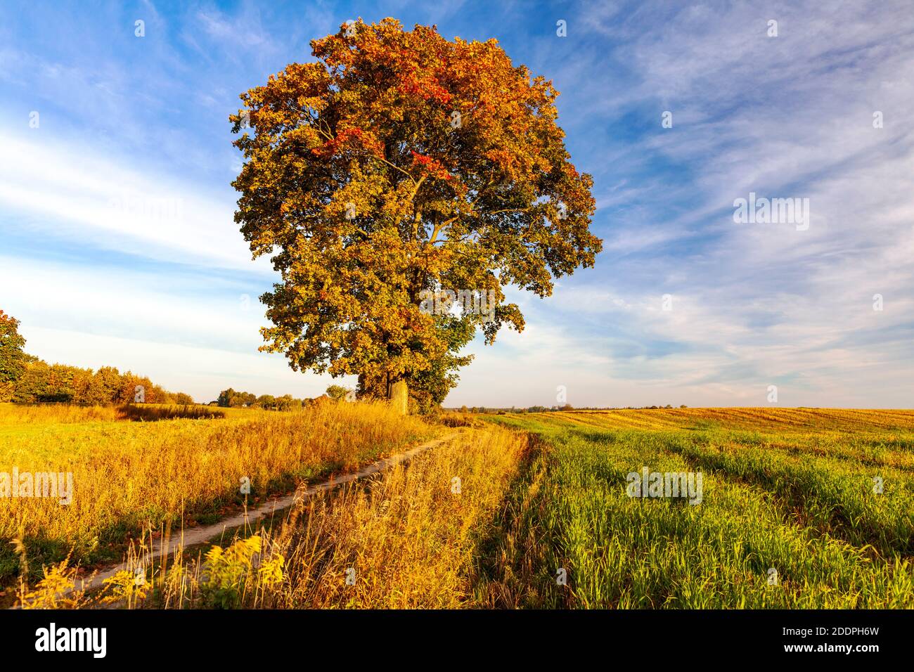 Warmia and Masuria, a lonely tree in autumn colors, Poland Stock Photo ...