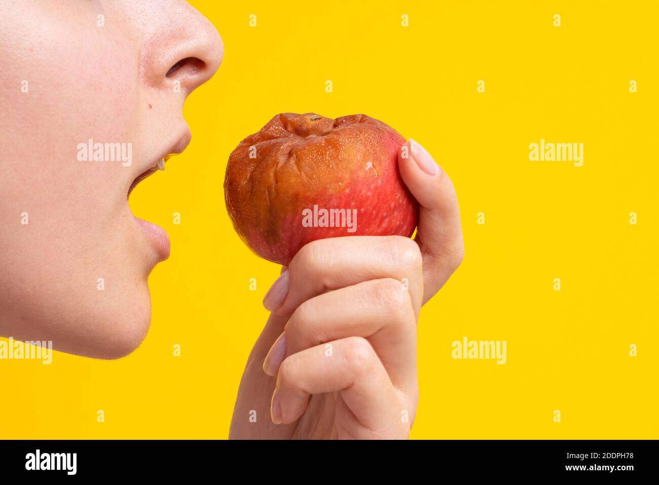 The girl bites a rotten apple with a worm on a yellow background ...