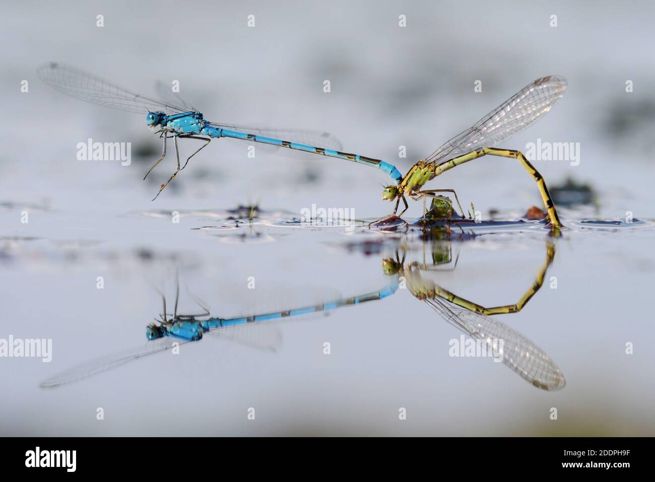 Common blue damselfly, Common bluet damselfly (Enallagma cyathigera ...