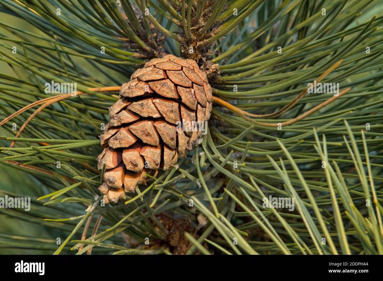 Pinus sylvestris cone hi-res stock photography and images - Alamy