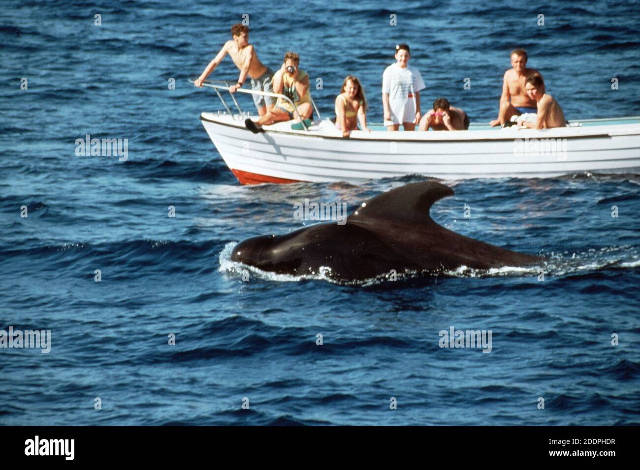 short-finned pilot whale, pothead whale, shortfin pilot whale, Pacific ...