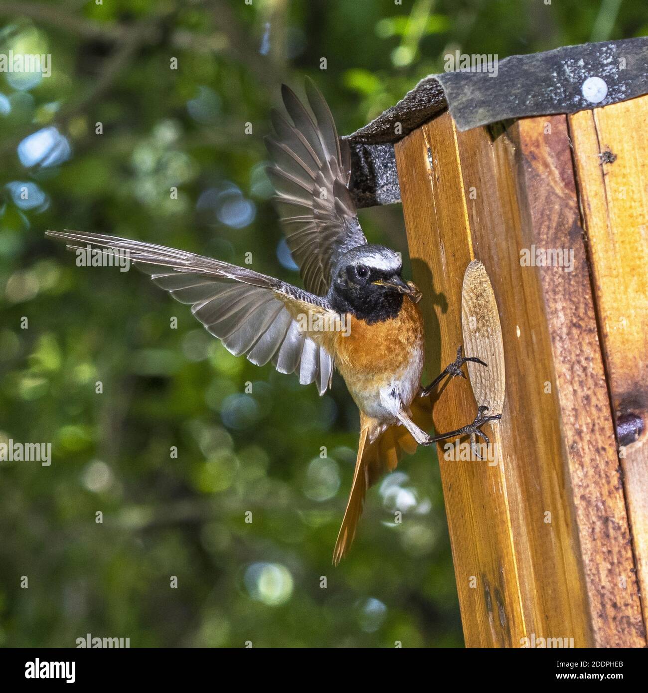 common redstart (Phoenicurus phoenicurus), male approaching the nest ...