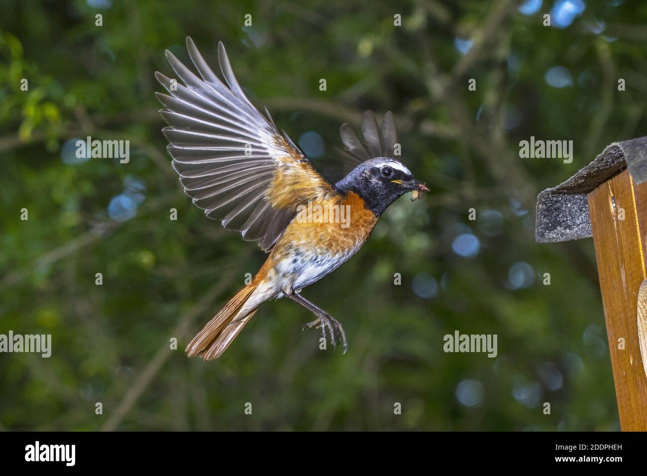 common redstart (Phoenicurus phoenicurus), male appraching the nest box ...