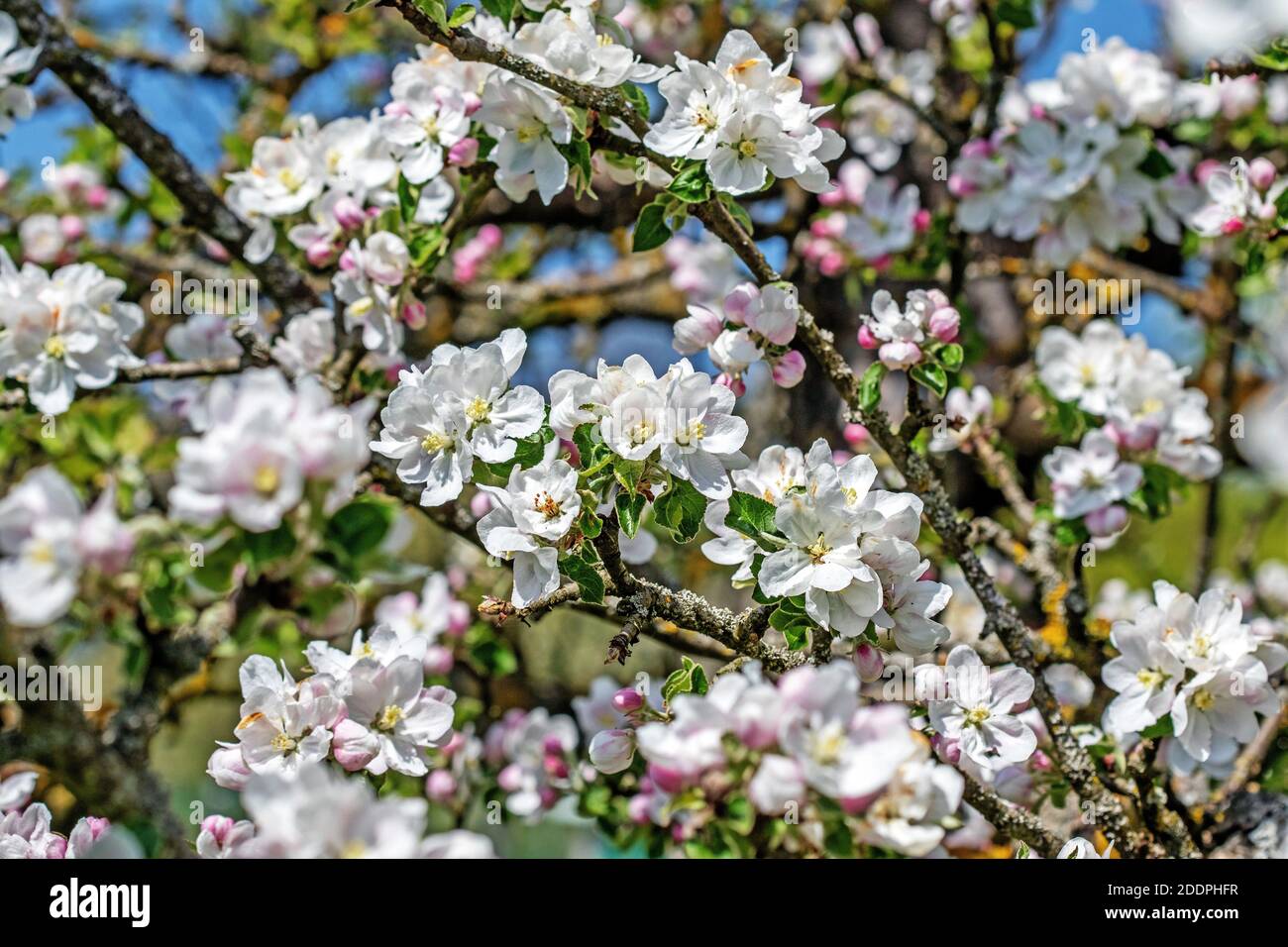 apple tree (Malus domestica), blooming apple tree, Germany, Baden ...
