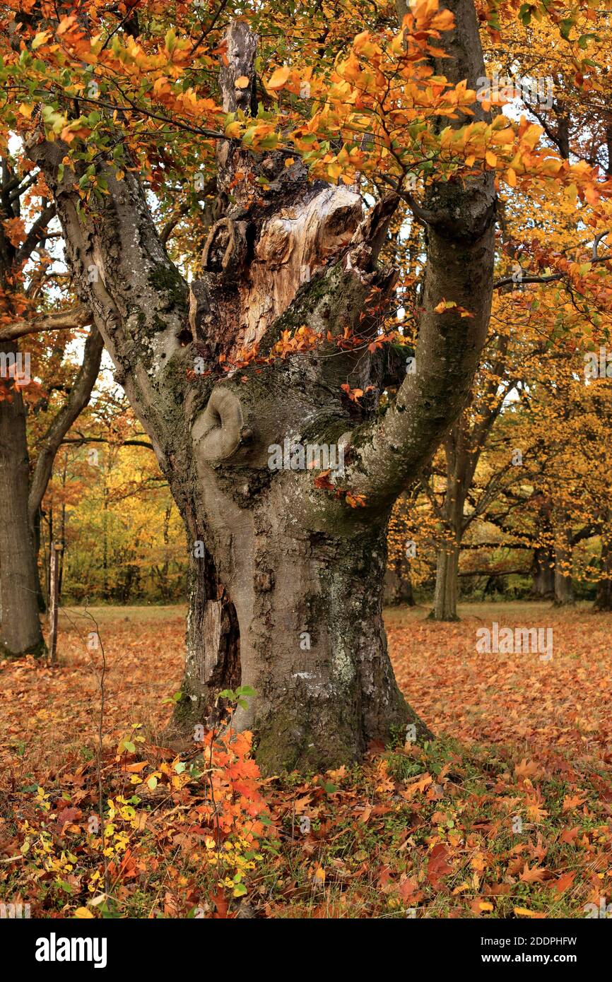 common beech (Fagus sylvatica), old beech tree in autumn, Germany ...