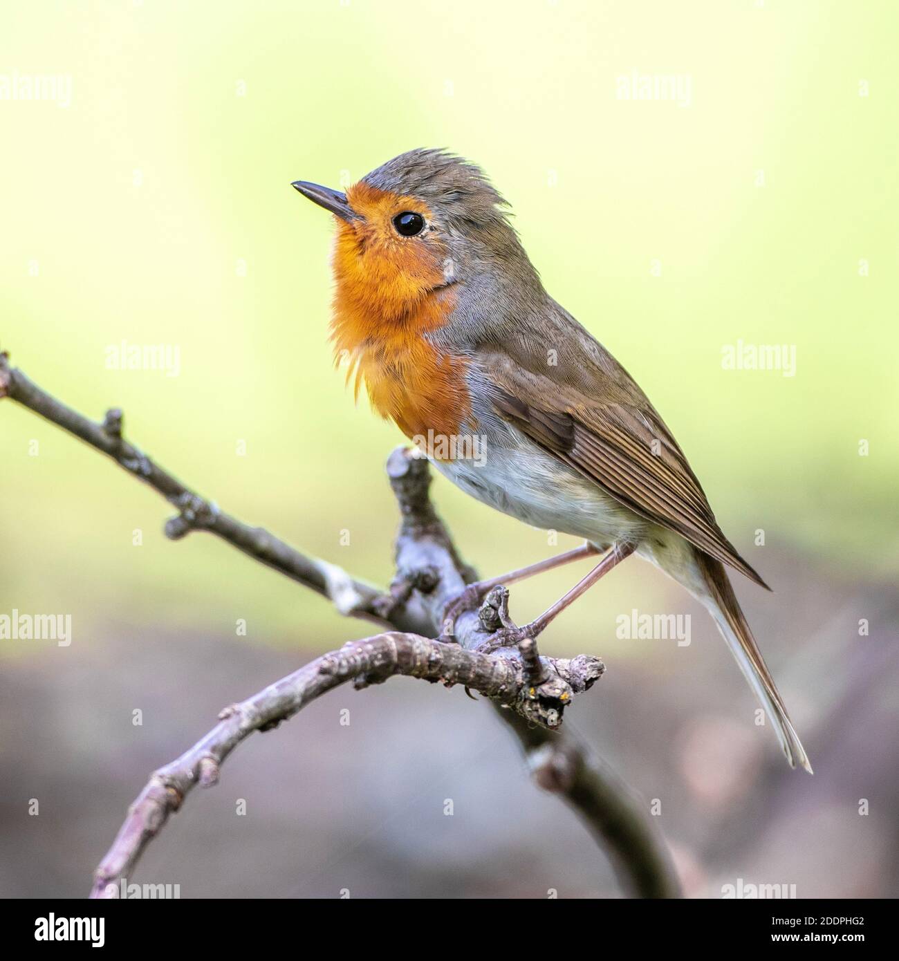 Chirping bird hi-res stock photography and images - Alamy