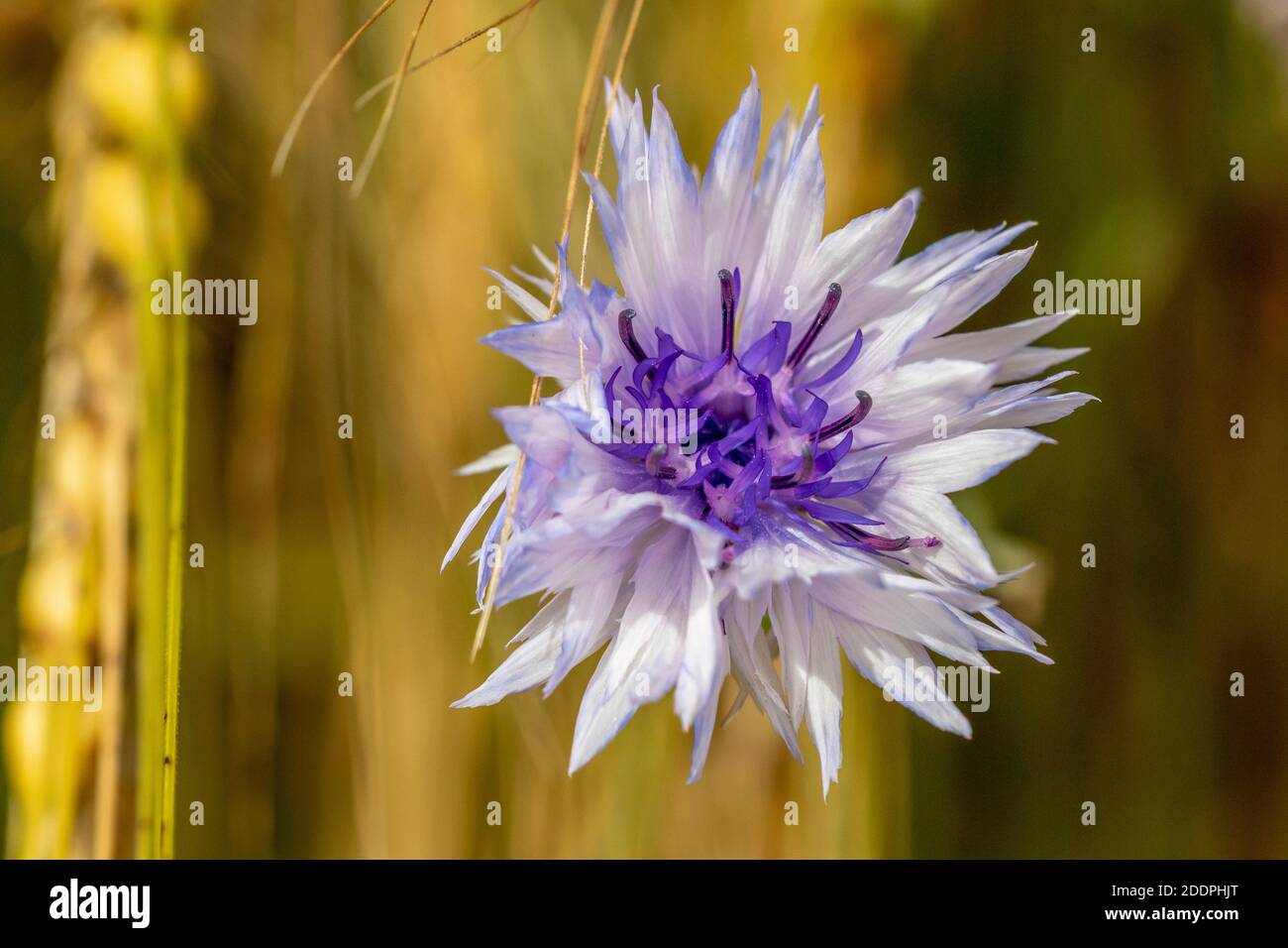 bluebottle, cornflower (Centaurea cyanus), with white and blue flowers ...