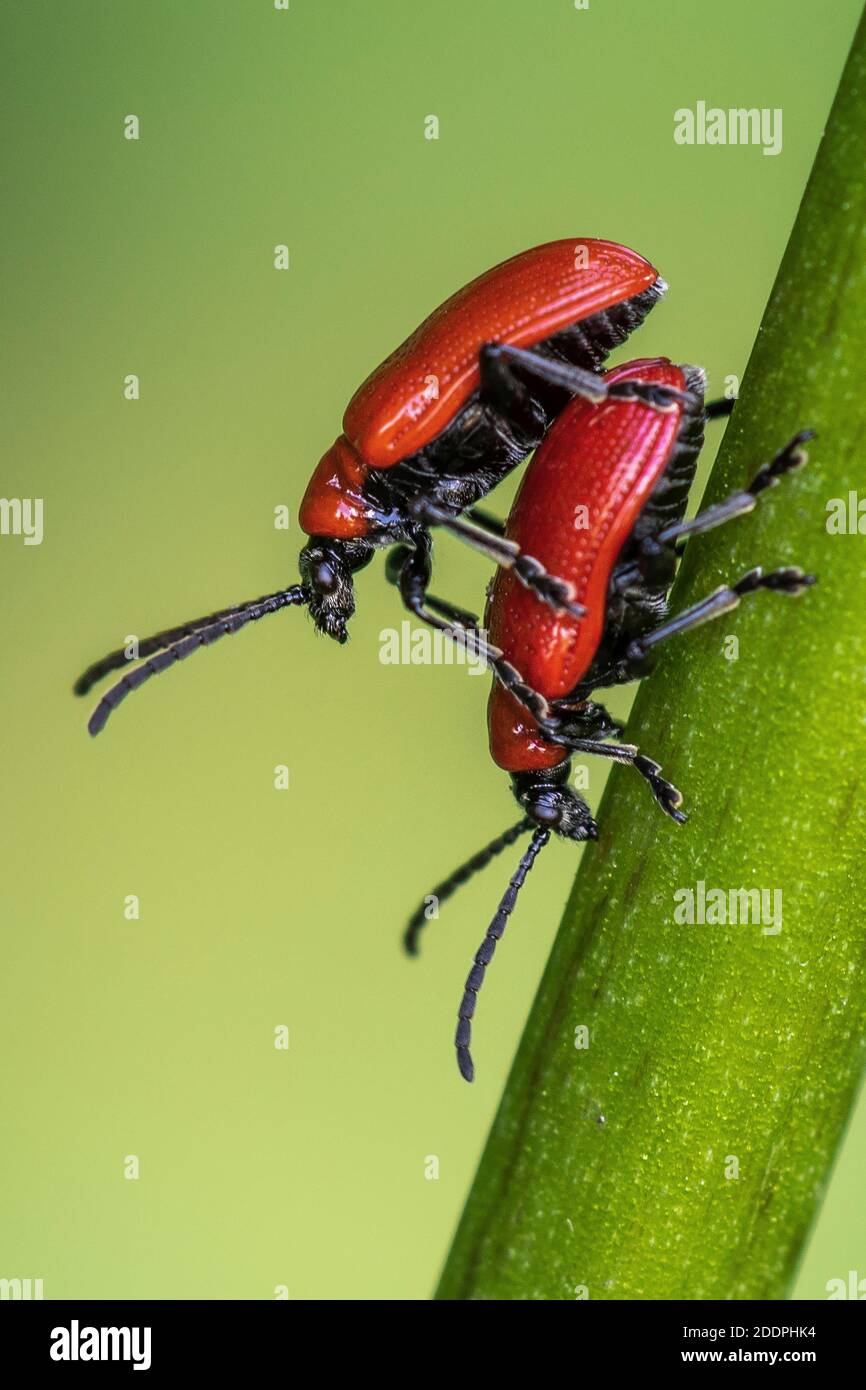 Scarlet lily beetle insect hi-res stock photography and images - Alamy