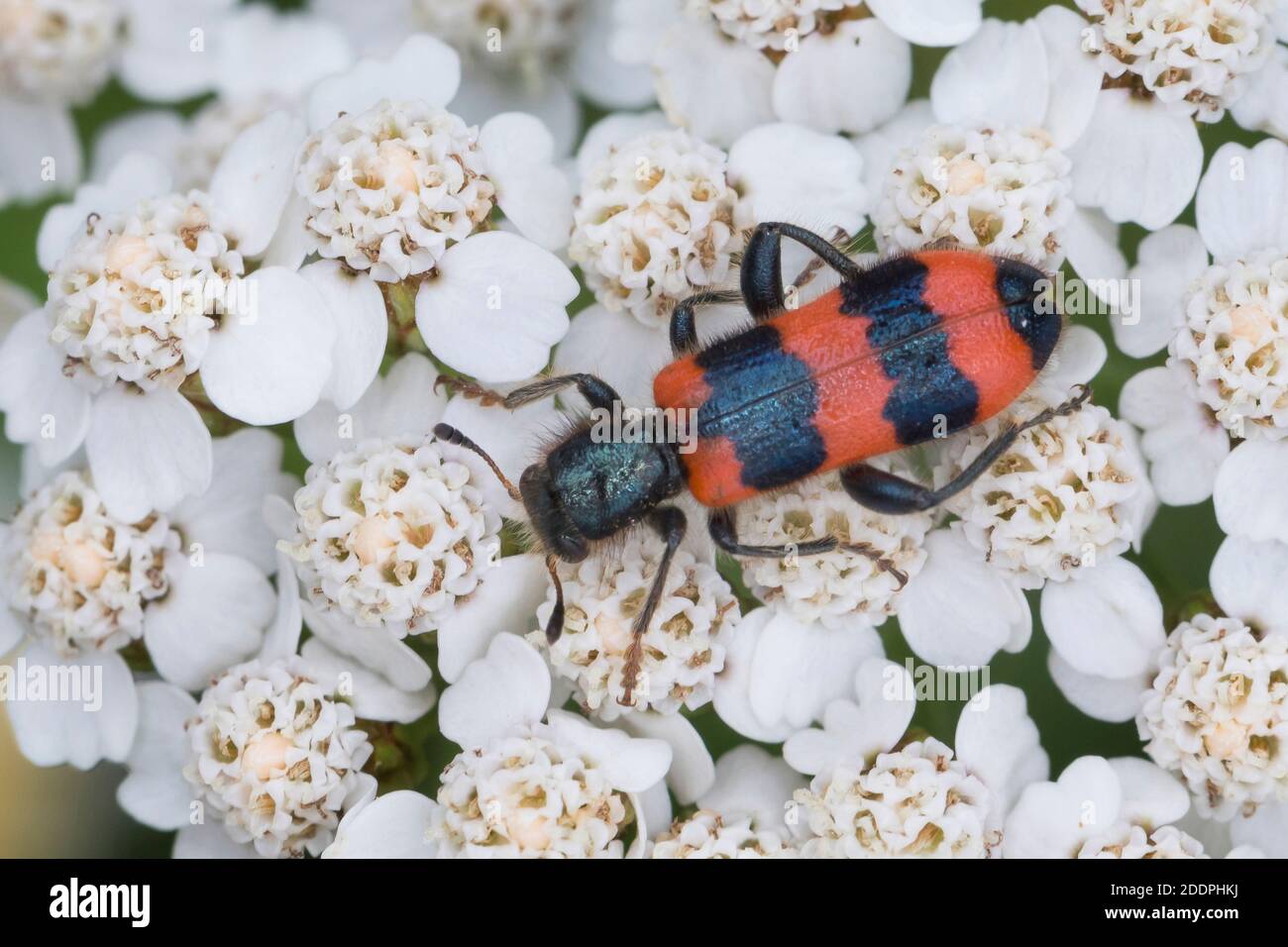 Bee hive beetle (Trichodes apiarius), bloom attandance on yarrow ...