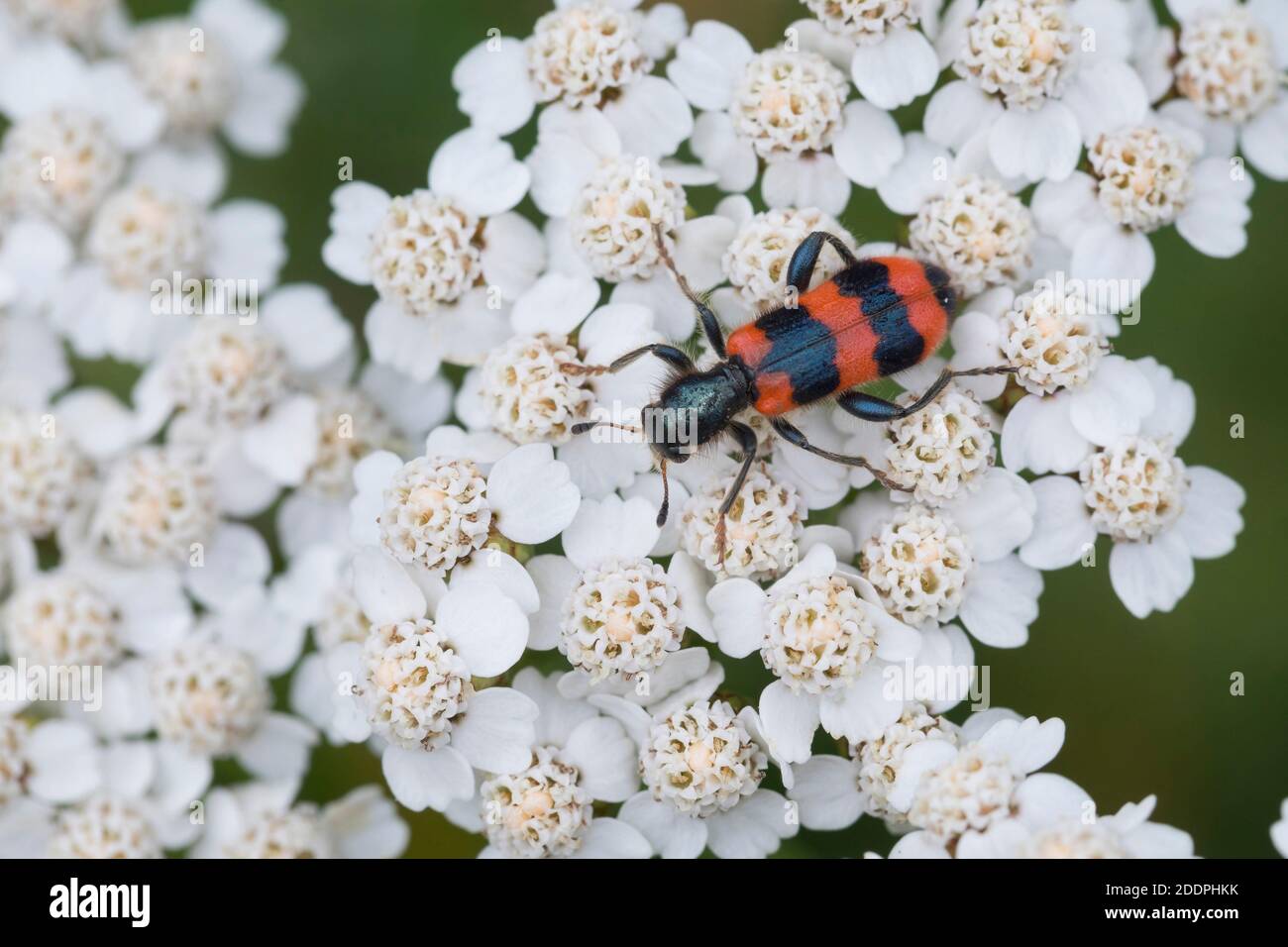 Trichodes apiarius beetles hi-res stock photography and images - Alamy