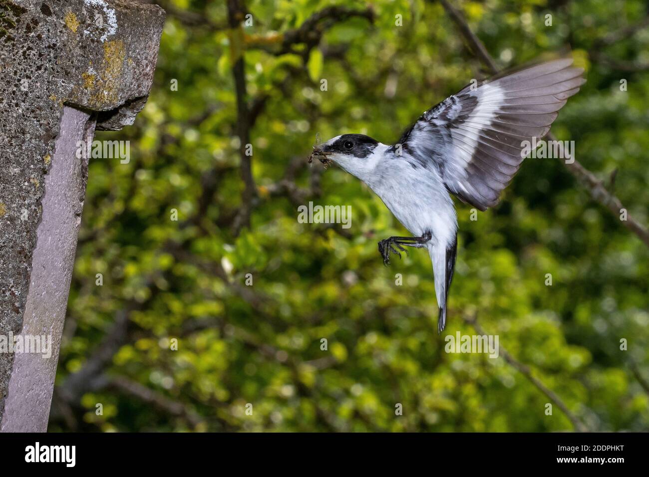 collared flycatcher (Ficedula albicollis), approaching male with ...