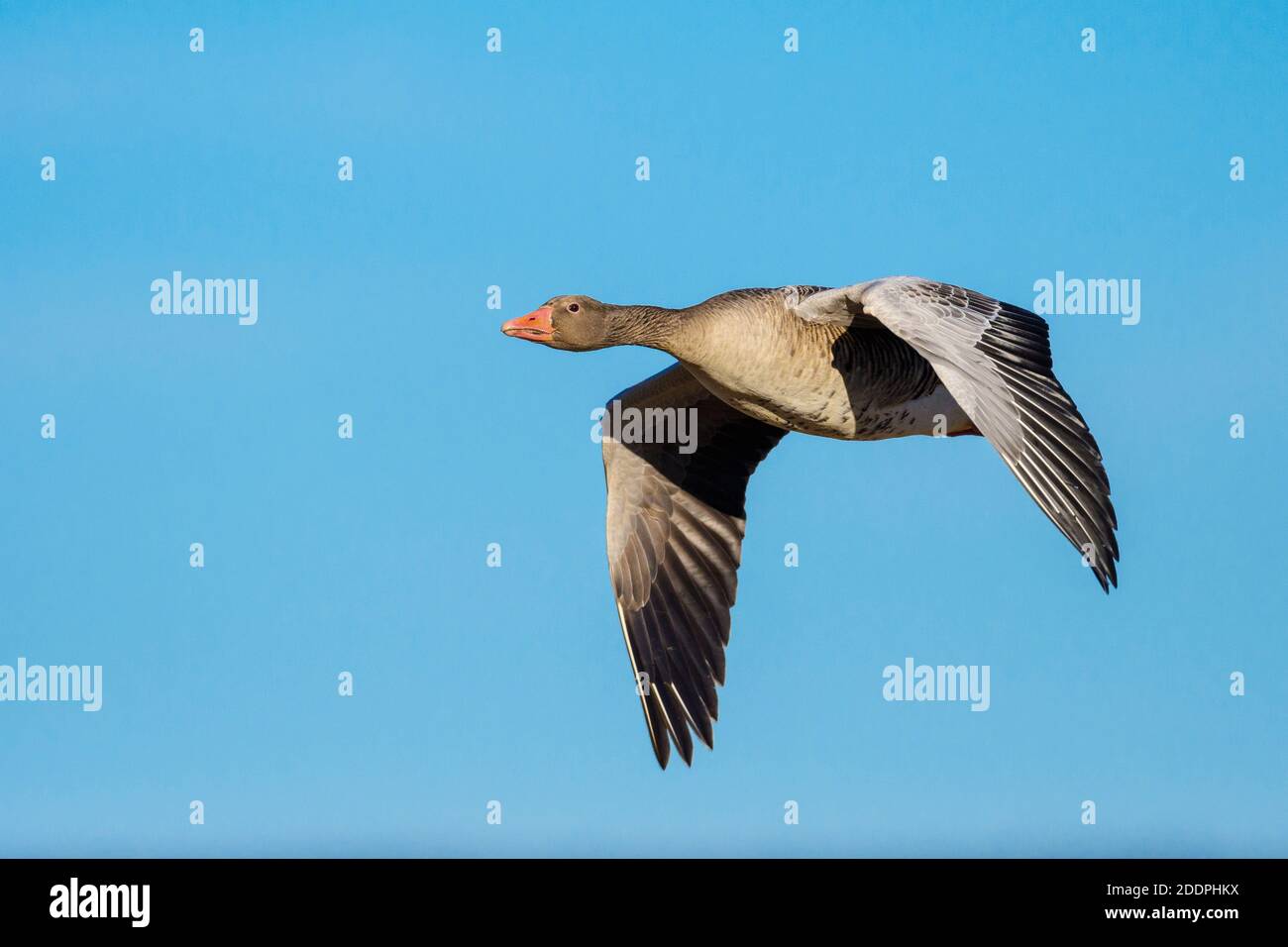 Pato pato volando hi-res stock photography and images - Alamy