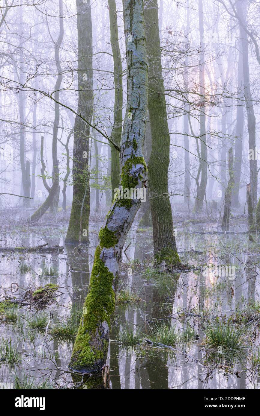 common alder, black alder, European alder (Alnus glutinosa), ghost ...