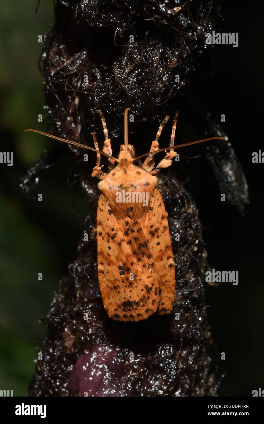 Dotted chestnut hi-res stock photography and images - Alamy