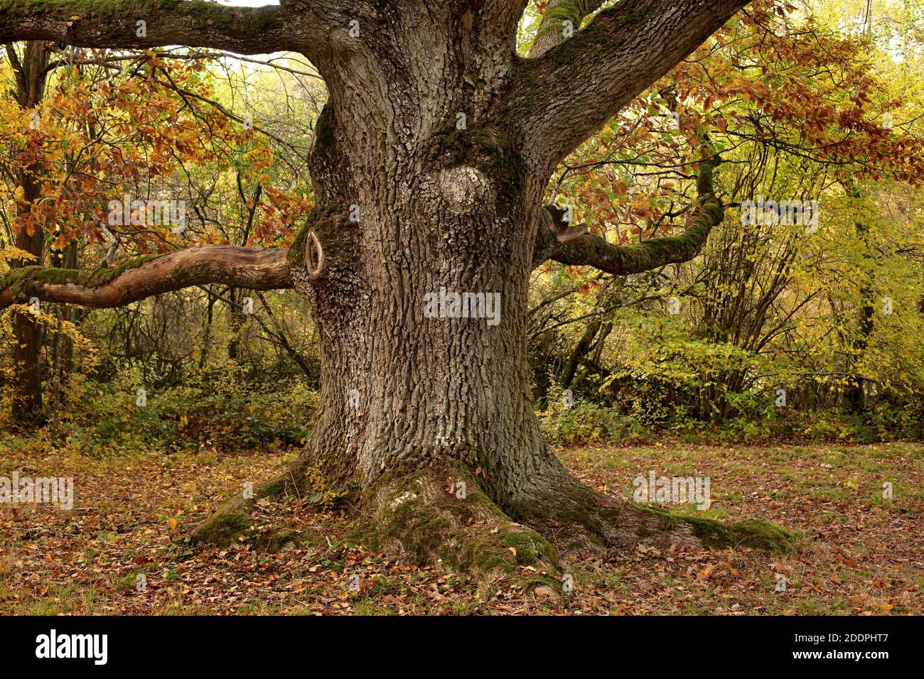 oak (Quercus spec.), old oak in autumn, Germany, Baden-Wuerttemberg ...