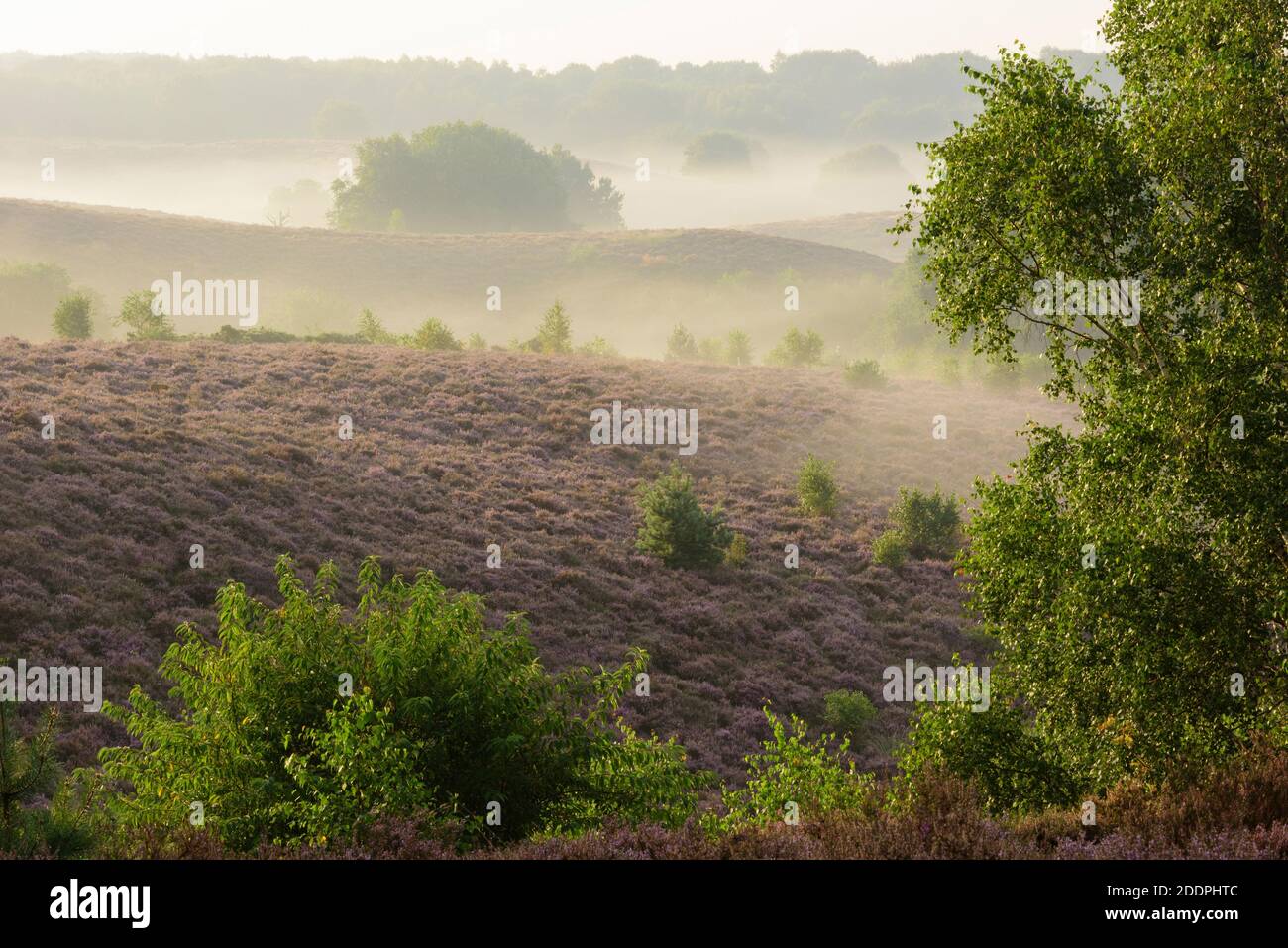 Common Heather, Ling, Heather (Calluna vulgaris), blooming heath on a ...