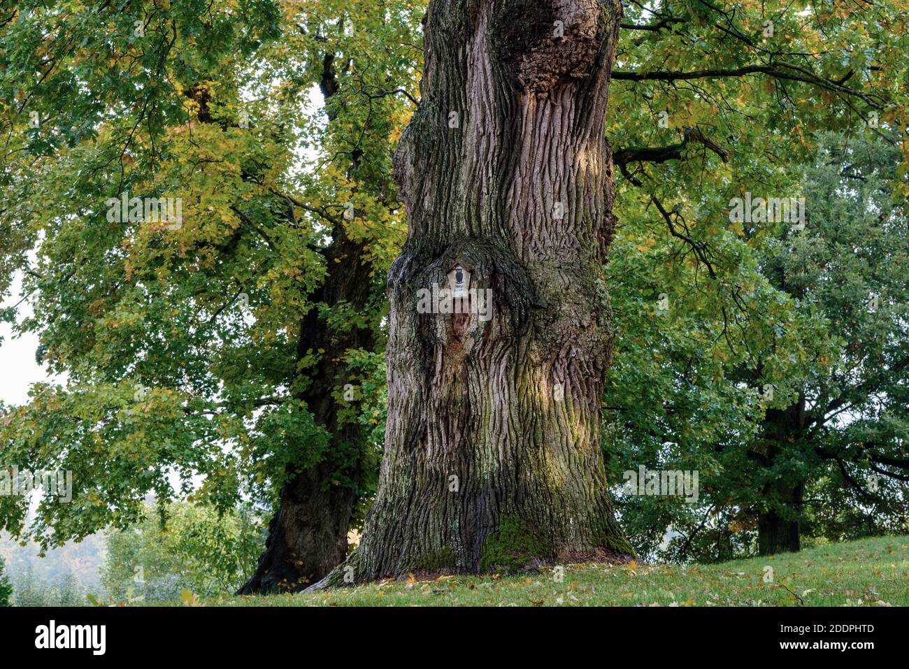 oak (Quercus spec.), old oak in Luettenhagen, Germany, Mecklenburg ...