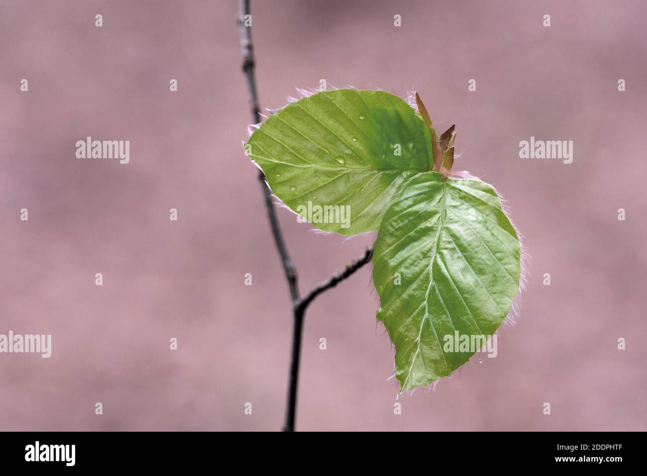 common beech (Fagus sylvatica), young leaves, Germany, Lower Saxony ...