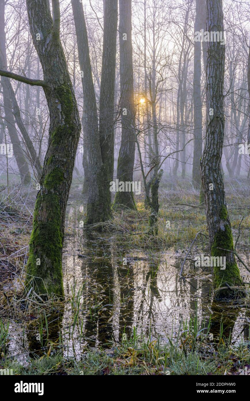 common alder, black alder, European alder (Alnus glutinosa), ghost ...