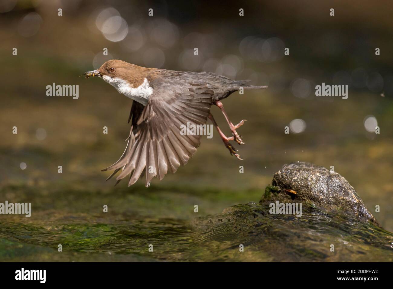 Dipper from side hi-res stock photography and images - Alamy